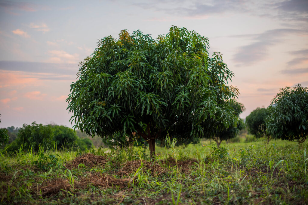 Greener Landscapes (Inc) Preserve Trees and Wetlands for Life.