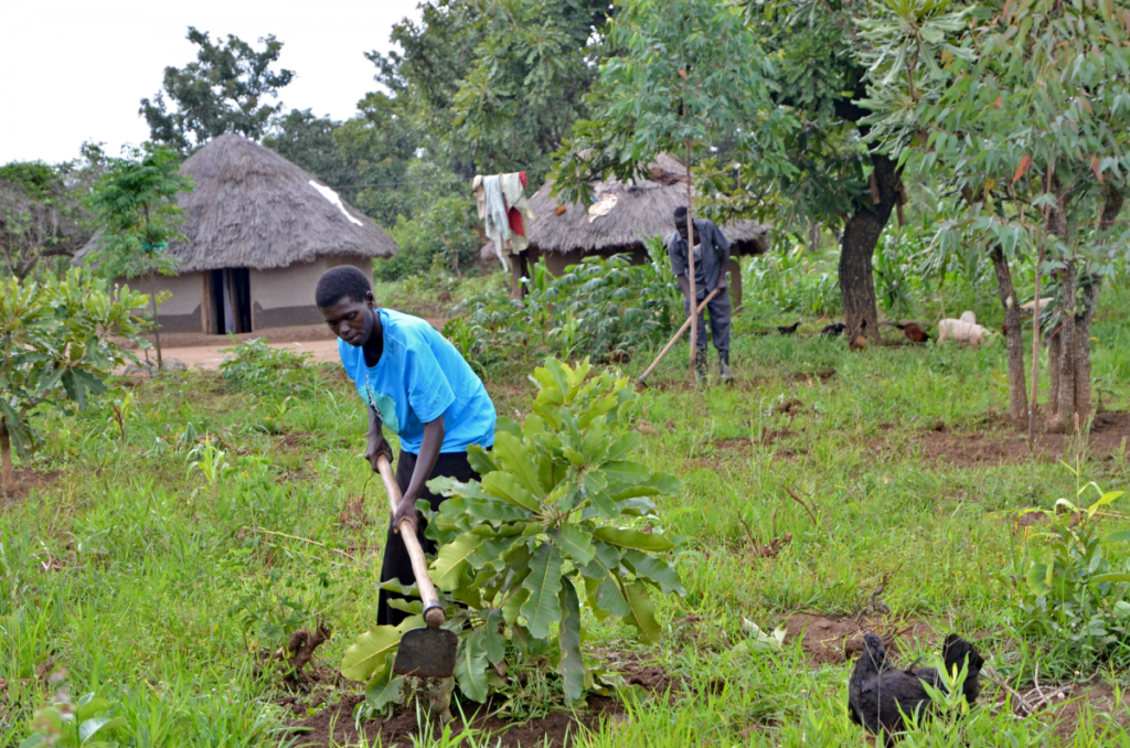 Tree Planting in Sub-Saharan Africa. Commercial Tree Planting