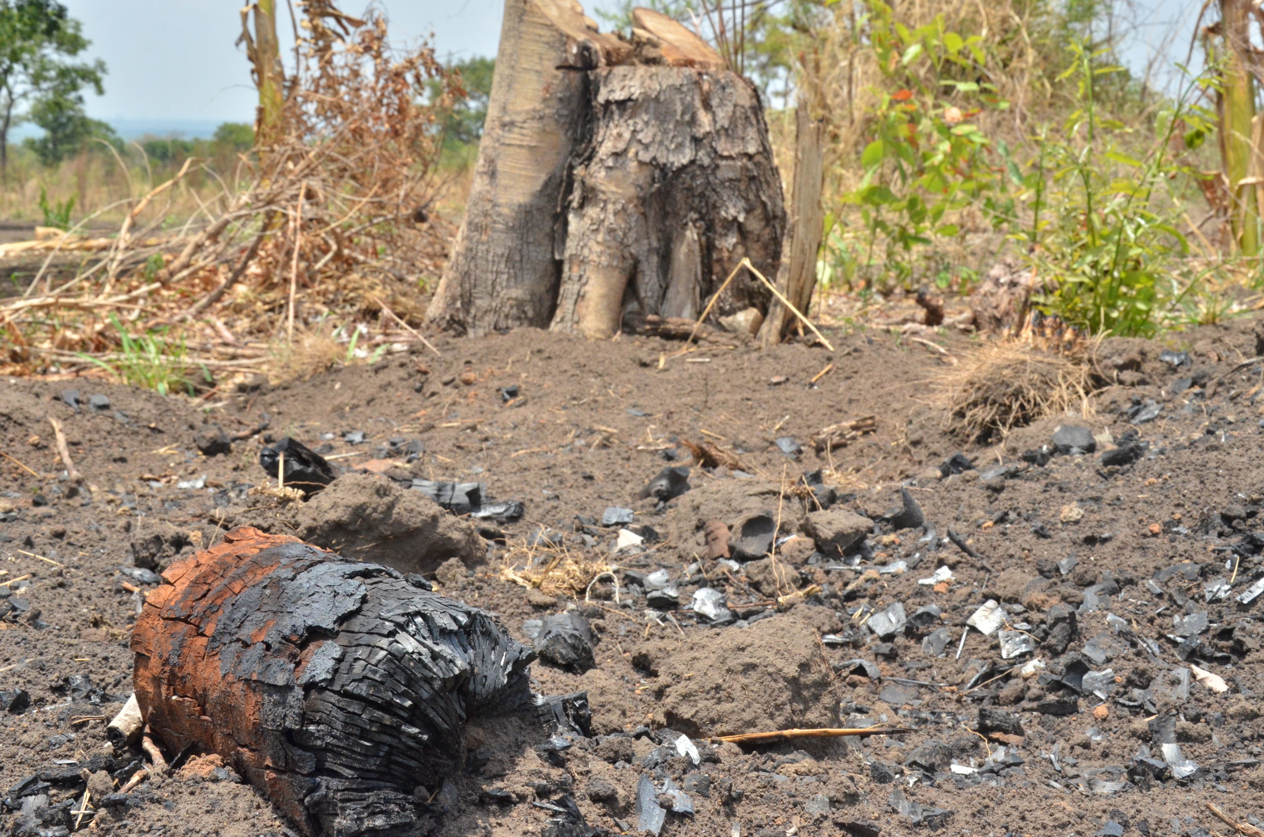 Firewood Problem (Solutions to Climate Changes) 2025